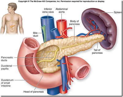 Structure of the pancrease - Medatrio